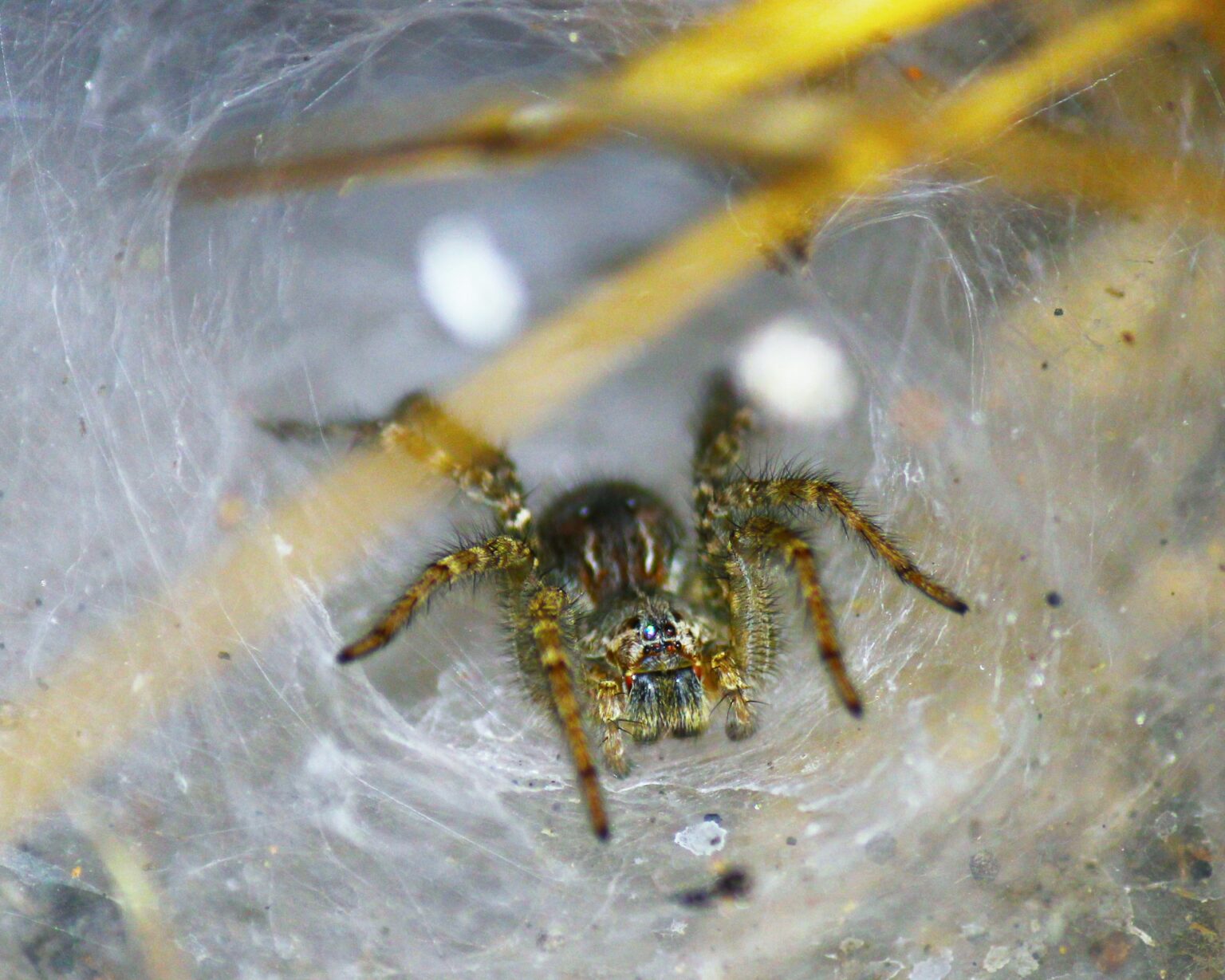 Detecting Early Spider Infestations and Getting Help - Daps Services